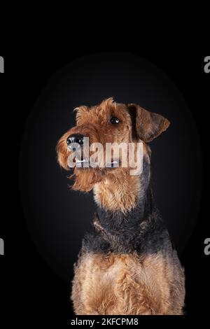 Airedale Terrier in front of black background Stock Photo - Alamy