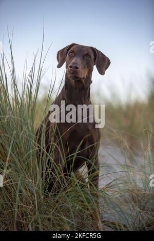 Doberman Pinscher at the baltic sea Stock Photo - Alamy
