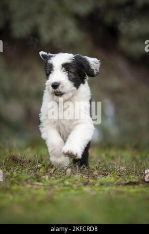running Old English Sheepdog Puppy Stock Photo - Alamy