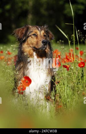 Australian-Shepherd-Mongrel on poppy meadow Stock Photo - Alamy