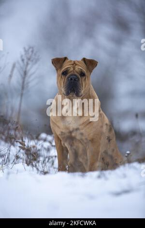 Bull-Pei in winter Stock Photo - Alamy