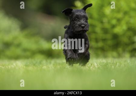 running Miniature Schnauzer puppy Stock Photo - Alamy