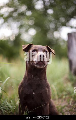 Patterdale Terrier in summer Stock Photo - Alamy