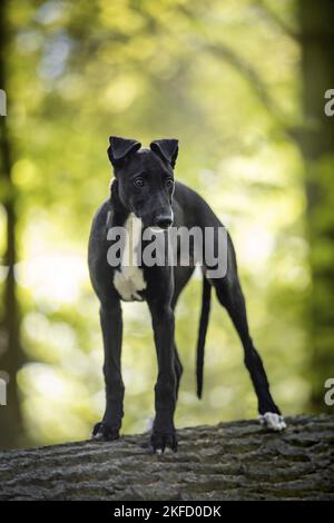 young Greyhound in the forest Stock Photo - Alamy