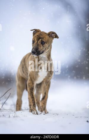 White greyhound dog covered in mud fun time happy Stock Photo - Alamy