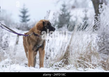 young Leonberger in snow Stock Photo - Alamy