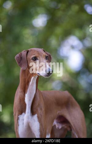 Azawakh, an african sighthound. Portrait of adult Stock Photo - Alamy