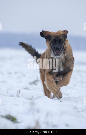 young Leonberger in snow Stock Photo - Alamy