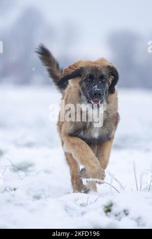 young Leonberger in snow Stock Photo - Alamy