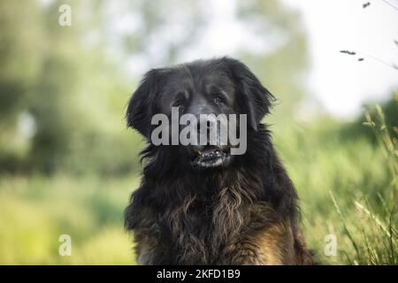 Leonberger at summer time Stock Photo - Alamy