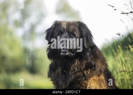 Leonberger at summer time Stock Photo - Alamy
