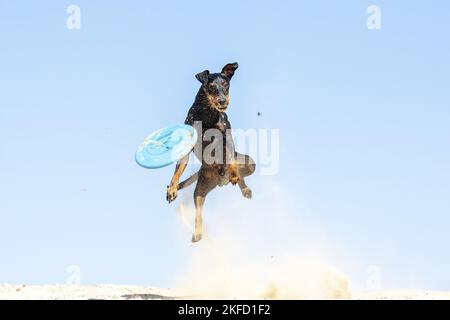 Manchester Terrier plays frisbee Stock Photo - Alamy