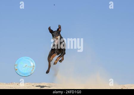 Manchester Terrier plays frisbee Stock Photo - Alamy