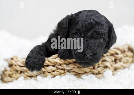 Cute black Labradoodle, laying half down in game attitude ready to play ...