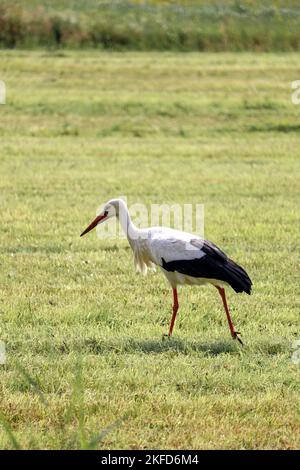 White Stork running on the field and taking off Stock Photo - Alamy