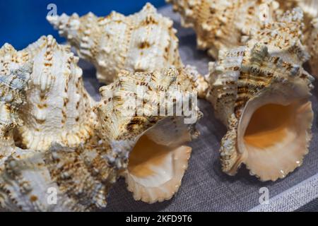 Conch specimens of large marine shells in various shapes Stock Photo ...