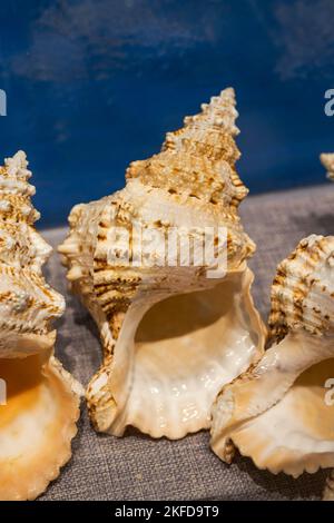 Large marine shell specimens of various shapes Stock Photo - Alamy