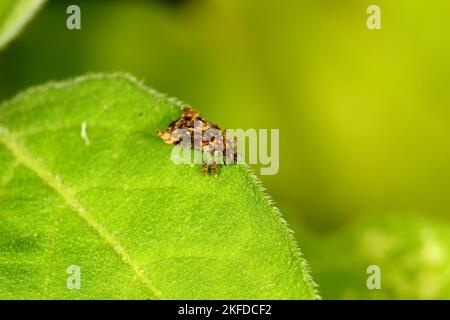 Bush weevil (Pactola sp Stock Photo - Alamy