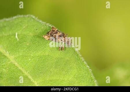 Bush weevil (Pactola sp Stock Photo - Alamy