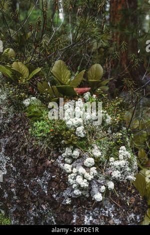 A closeup shot of a tree stump surrounded by wood chips Stock Photo - Alamy