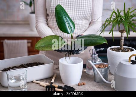 Woman planting Ficus elastica Rooted cutting at home Stock Photo - Alamy