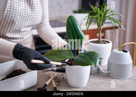 Woman planting Ficus elastica Rooted cutting at home Stock Photo - Alamy