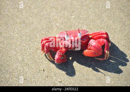 Red Crab also known as Christmas Island Red Crab or the Atlantic Deep ...