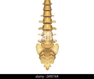 CT scan of Lumbar spine 3D rendering showing Profile Human Spine ...