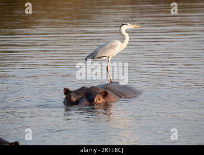THESE stunning images show a heron comfortably hitching a ride on the ...