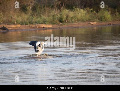 THESE stunning images show a heron comfortably hitching a ride on the ...