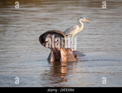 THESE stunning images show a heron comfortably hitching a ride on the ...
