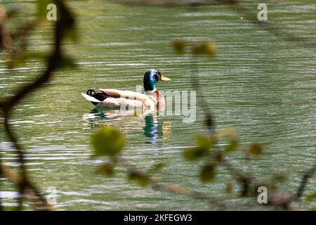 Ducks in a park in Wolverhampton, West Midlands, England. Sunny spring ...