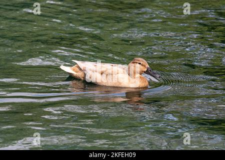 Ducks in a park in Wolverhampton, West Midlands, England. Sunny spring ...
