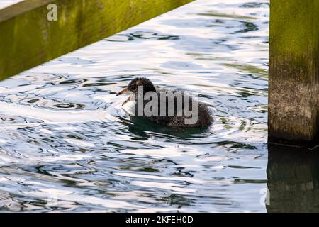 Ducks in a park in Wolverhampton, West Midlands, England. Sunny spring ...