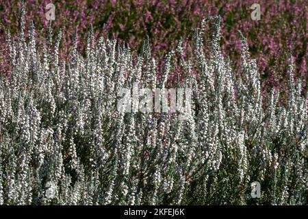 Silver, Colour,Plant, Scotch Heather, Calluna vulgaris Beoley Silver ...