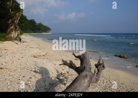 Driftwood, Laxmanpur Beach, Neil Island, Shaheed Dweep, Andaman and ...