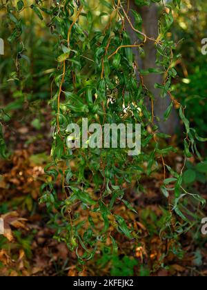Willow (salix), close up showing the leaves of a young tree changing ...