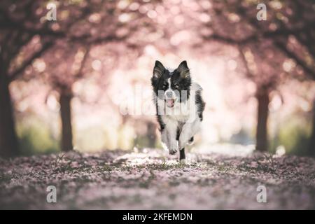 Border collie in cherry blossom Stock Photo - Alamy