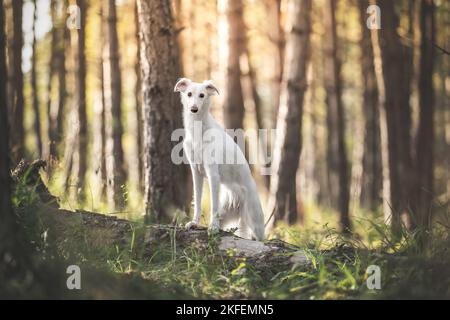 Silken Windsprite, whippets, dog standing in the snow, Rhineland ...