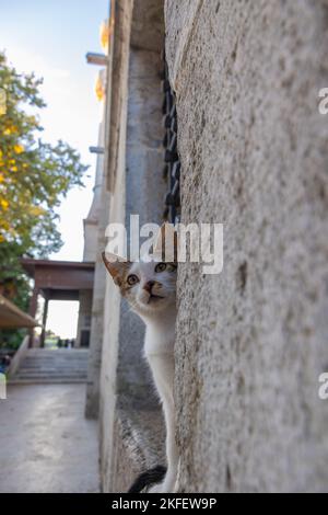 Kitten sitting on the garden of a mosque in Istanbul. Stray cats of ...
