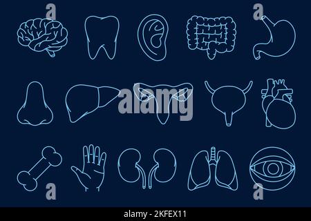Intestines Hand drawn icon continuous line drawing. Human organs ...