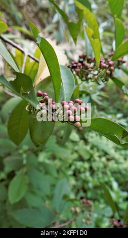 Closeup of fruits from plants of Ardisia elliptica also known as Shoe ...