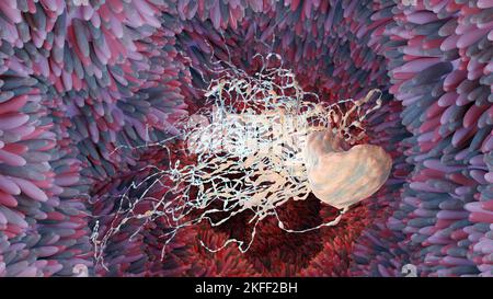 Illustration of Helicobacter pylori bacteria, a gram-negative spiral ...