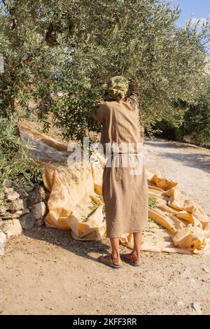 An ancient olive tree with a harvesting sheet with harvested olives ...