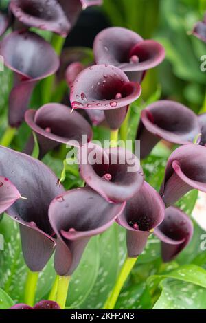 Callas, mini-eggplant, Plum, Purple, wedding bouquets, bruise easily ...