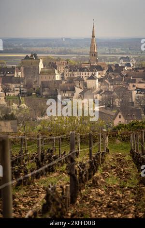 A vertical shot of Meursault vineyard during a sunny day Stock Photo ...