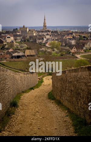 A vertical shot of Meursault vineyard during a sunny day Stock Photo ...