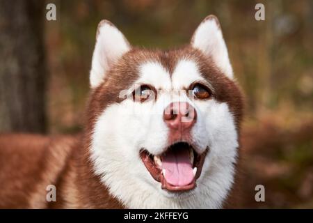 Funny husky face with big surprised eyes, isolated. Cute shocked look ...