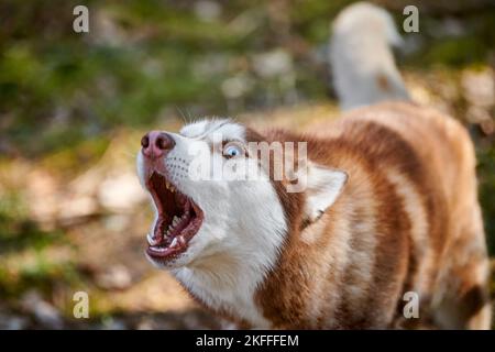 Siberian Husky dog surprised barking on forest grass, barking Husky dog ...