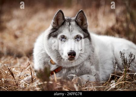 Siberian Husky dog with huge eyes, funny surprised Husky dog with ...